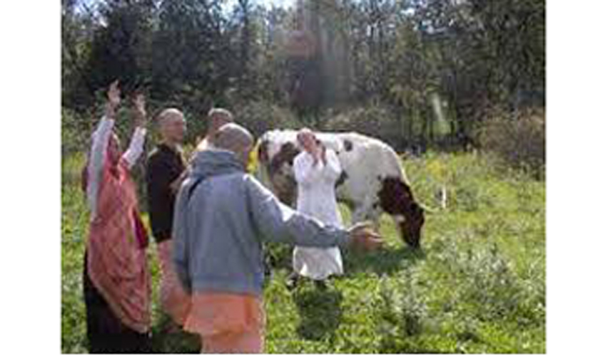 Cow protection groups getting registered as ‘companies’ - The Sunday ...